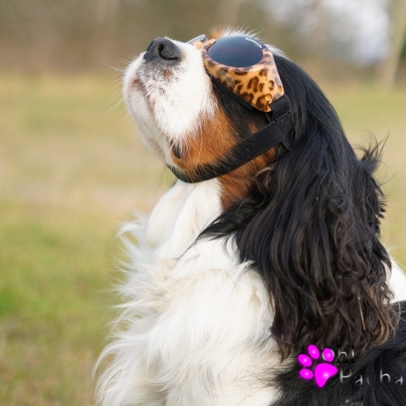 Lunette pour chien léopard Doggles