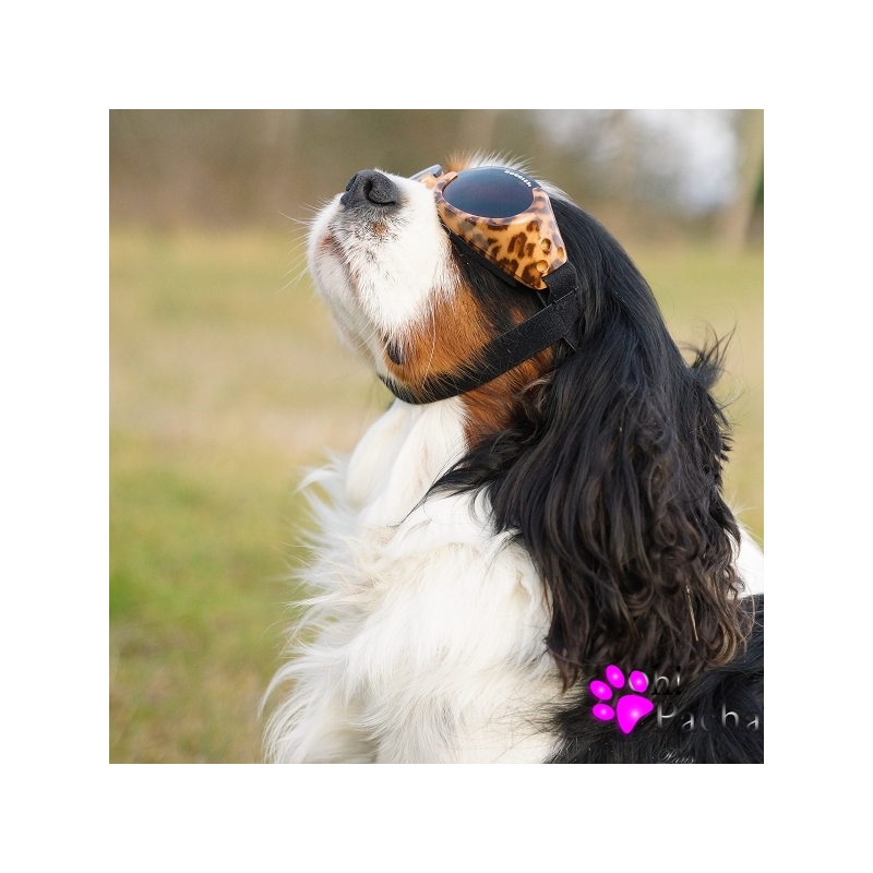 Lunette pour chien léopard Doggles