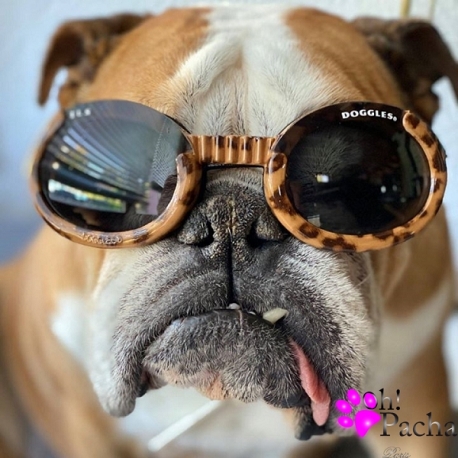 Lunette pour chien léopard Doggles