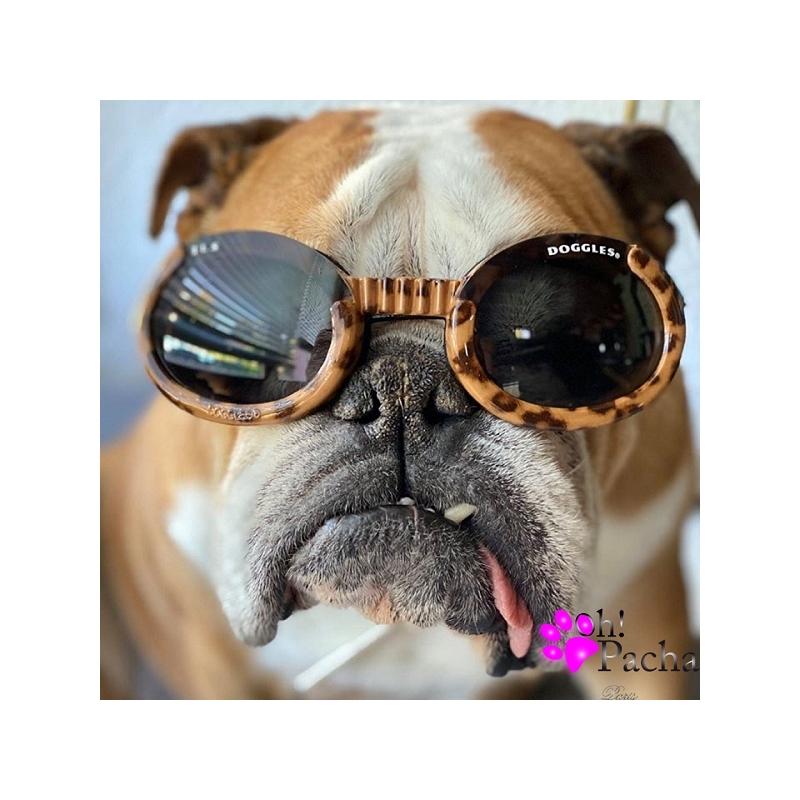 Lunette pour chien léopard Doggles