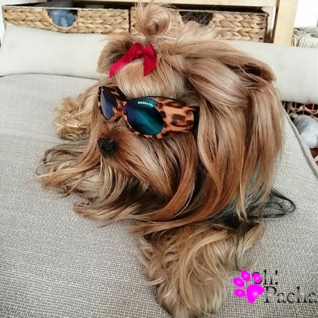 Lunette pour chien léopard Doggles